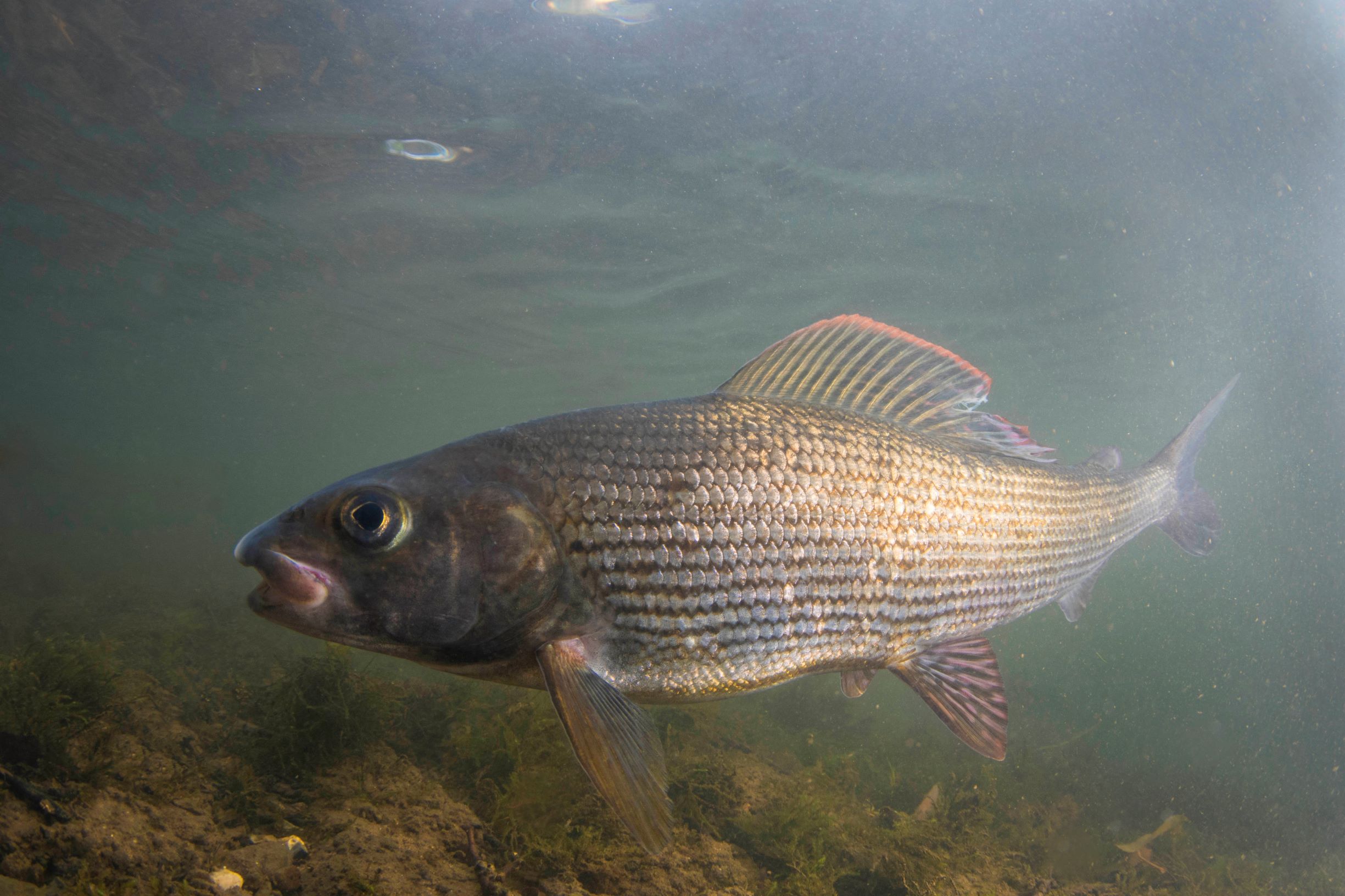 Grayling Fishing: The Lady of the Stream | Troutflies UK