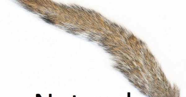 Grey Squirrel tail - Troutflies UK