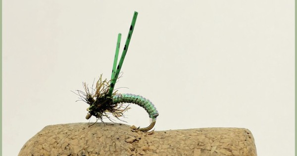 Stalking bug, Black -Troutflies UK