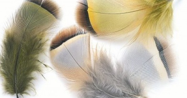 hackle feathers for fly tying- Troutflies UK