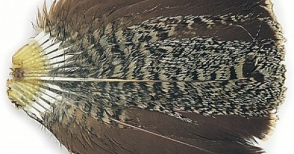 Partridge feathers for fly tying - Troutflies UK