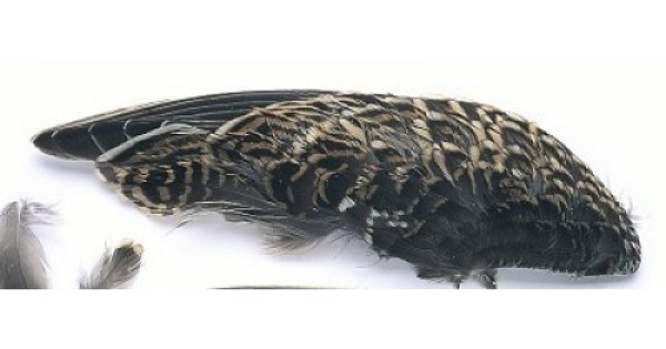 snipe and starling fly tying feathers