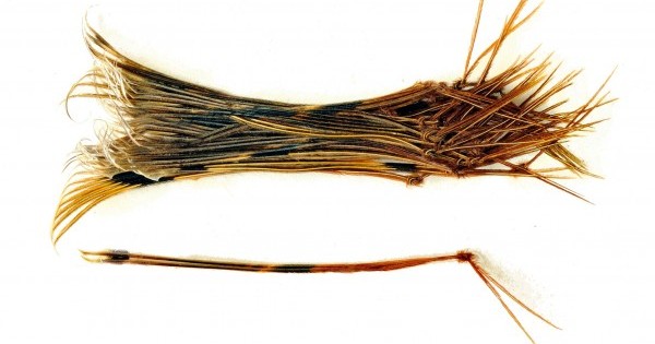 Legs for Making Hopper Flies Troutflies UK