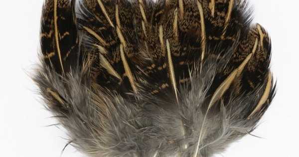 Partridge feathers for fly tying, brown tail feathers -Troutflies UK