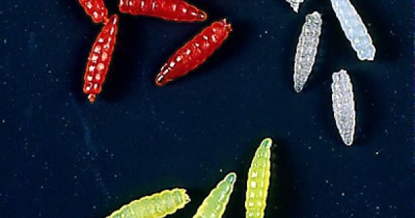 Firefly Jelly Bugs Troutflies UK