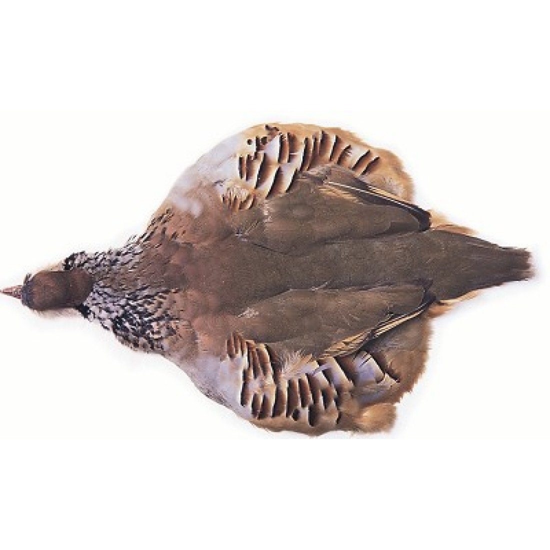 French Partridge Fly Tying Feathers -Troutflies UK