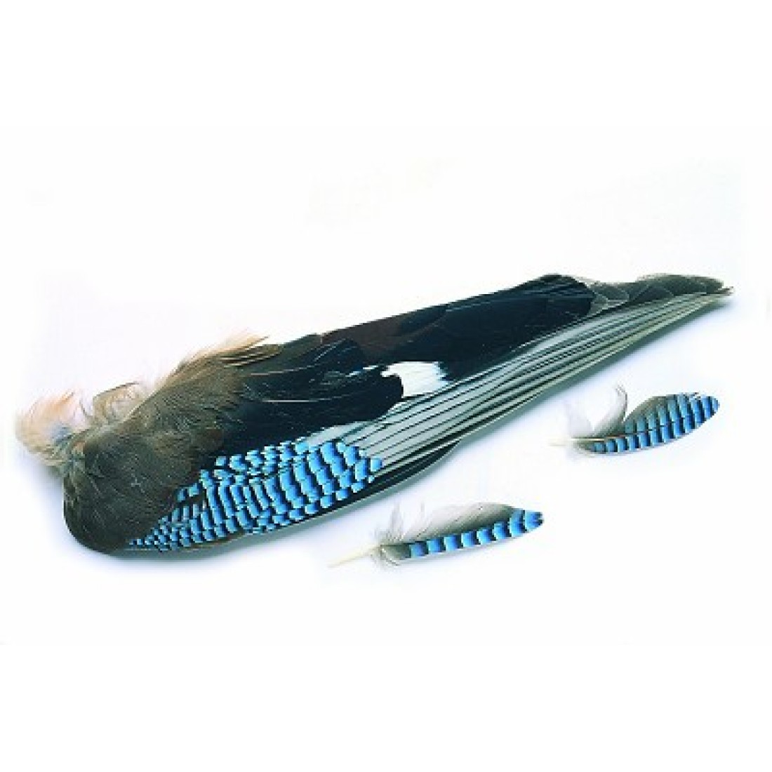 Blue Jay wings Feathers for Fly Tying -Troutflies UK