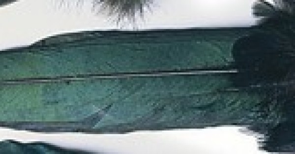 Magpie fly tying tail feathers -Troutflies UK