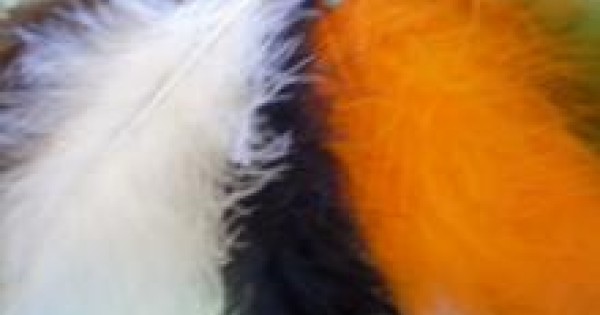Marabou fly tying feathers -Troutflies UK