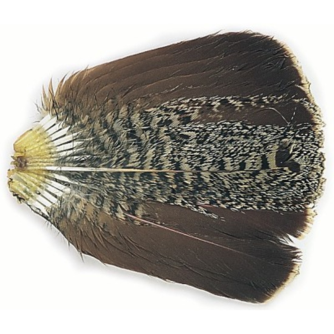 Partridge Tail Feathers for Fly Tying -Troutflies UK